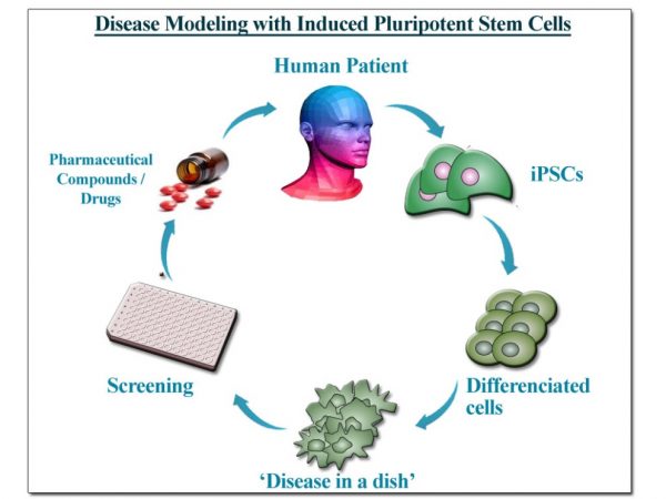 Harnessing iPS Cells for Drug Development and Discovery