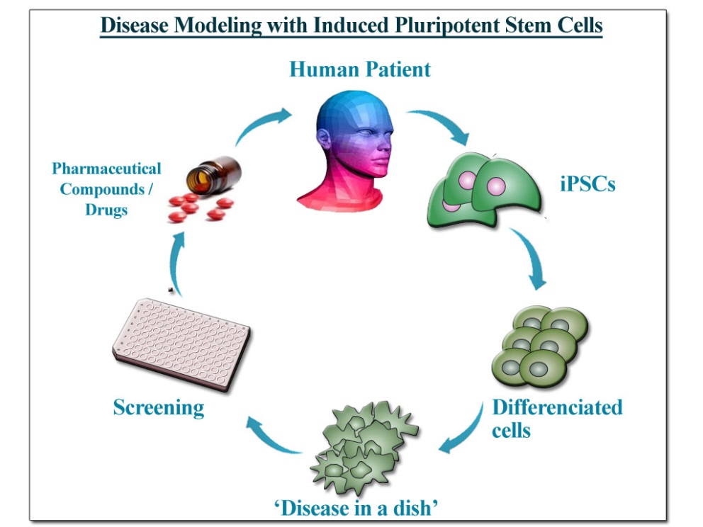 4 Major Areas of Commercialization for iPS Cells | BioInformant