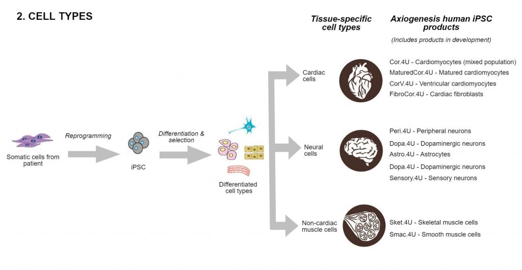 Infographic Highlights Preclinical Applications of iPSC-Derived Cells