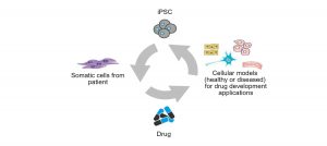 Infographic Highlights Preclinical Applications of iPSC-Derived Cells