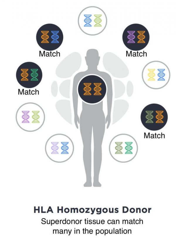 Using HLA "Super Donors", ORIG3N’s Crowdsourced Cell Repository ...