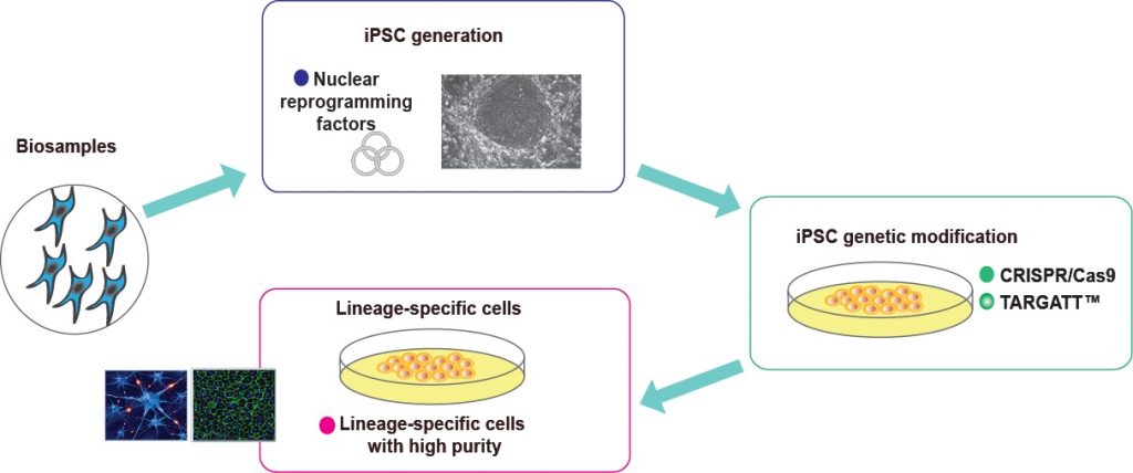 Custom iPSC Engineering Services – 4 Reasons to Choose Applied StemCell