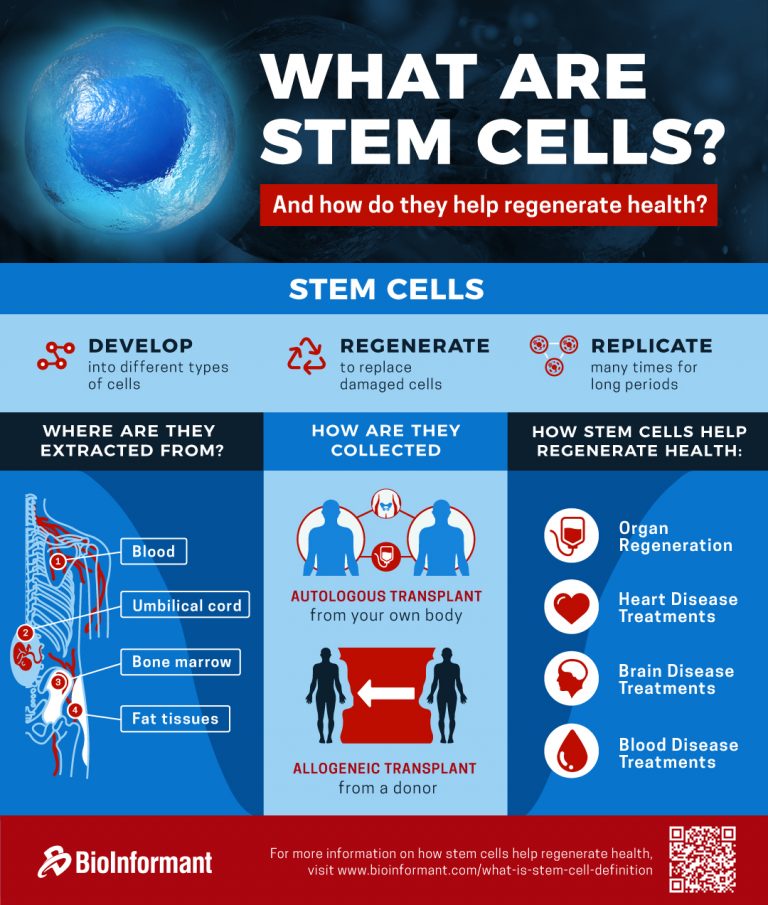 What Is A Stem Cell? What They Are and What They Can Do.