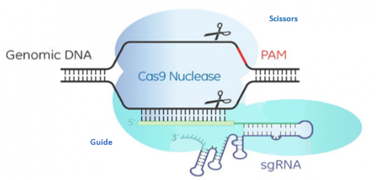 Development of iPSC-derived Disease Models | BioInformant