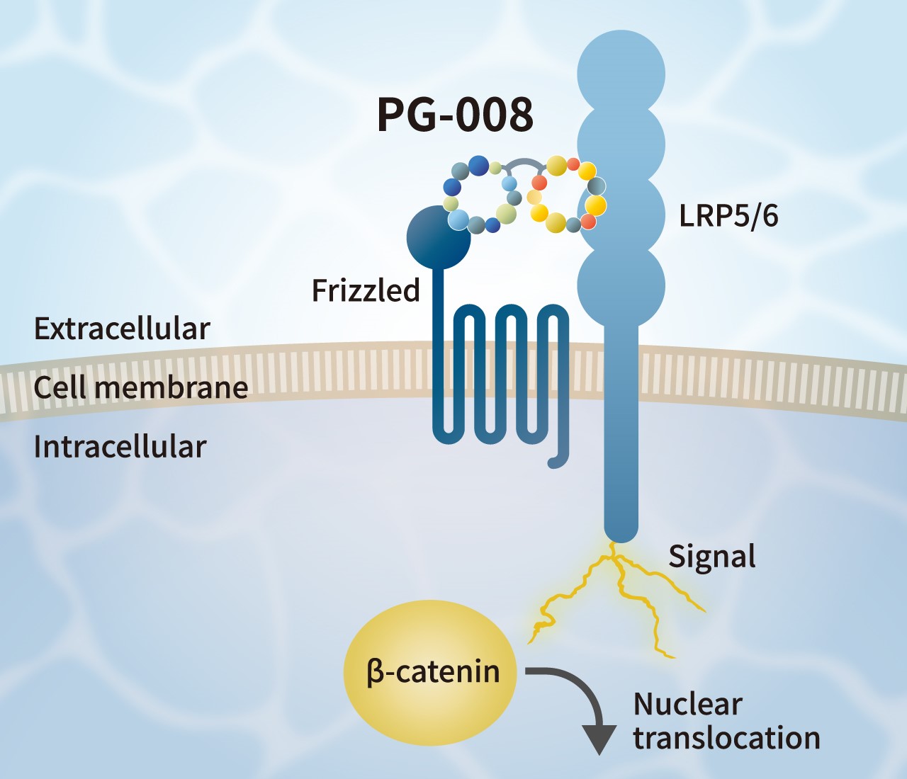PeptiGrowth Inc. is Launching a Novel Synthetic Peptide Wnt3a ...