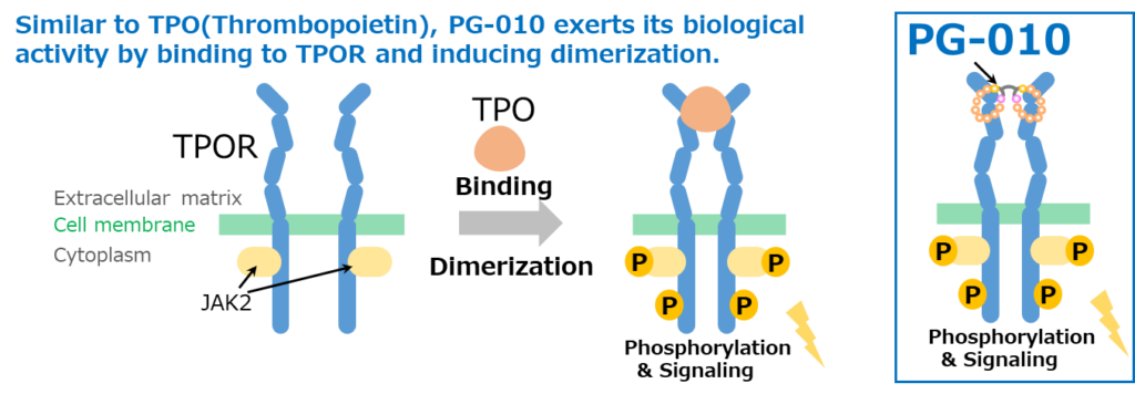 PeptiGrowth Inc. is launching a Novel Synthetic Peptide TPO-alternative ...