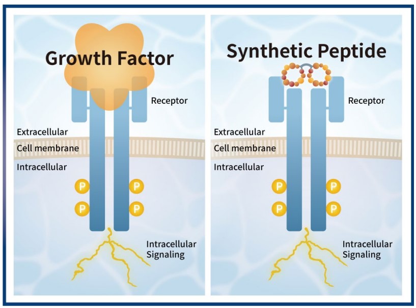 Innovative Functional Peptides Successfully Co-Developed as ...