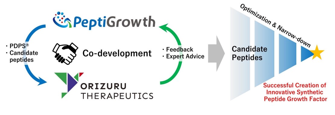 Innovative Functional Peptides Successfully Co-Developed as ...